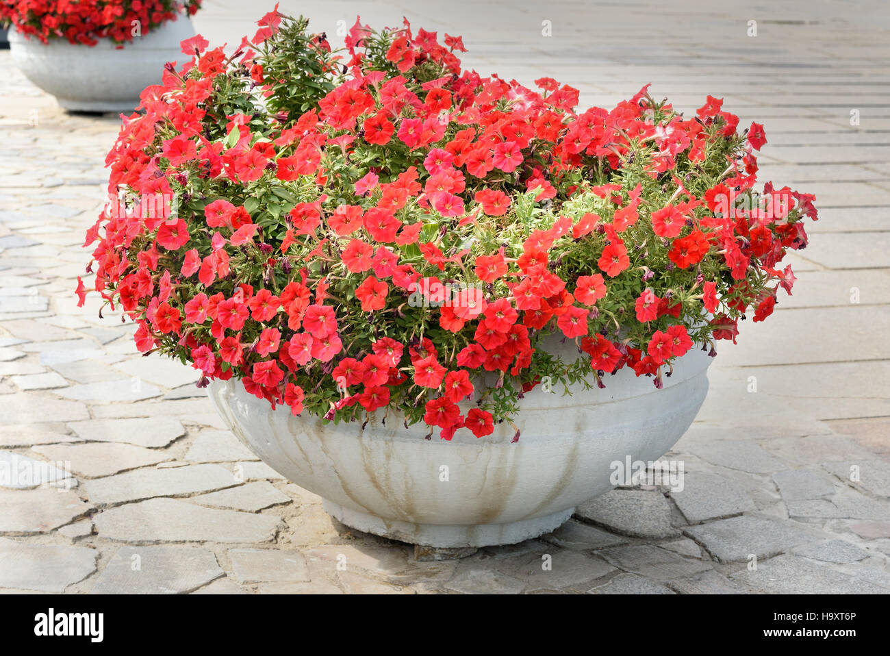 Red Petunia in flower pot Stock Photo - Alamy