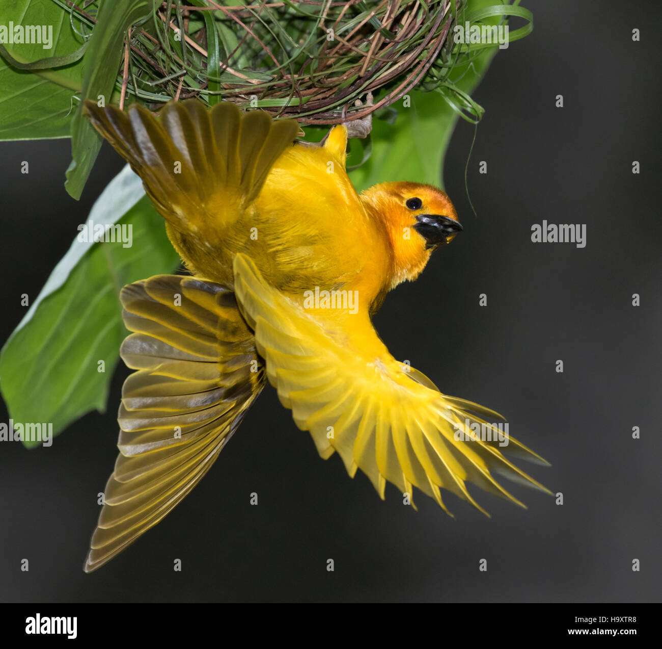 Taveta Golden Weavers building the nest Stock Photo - Alamy