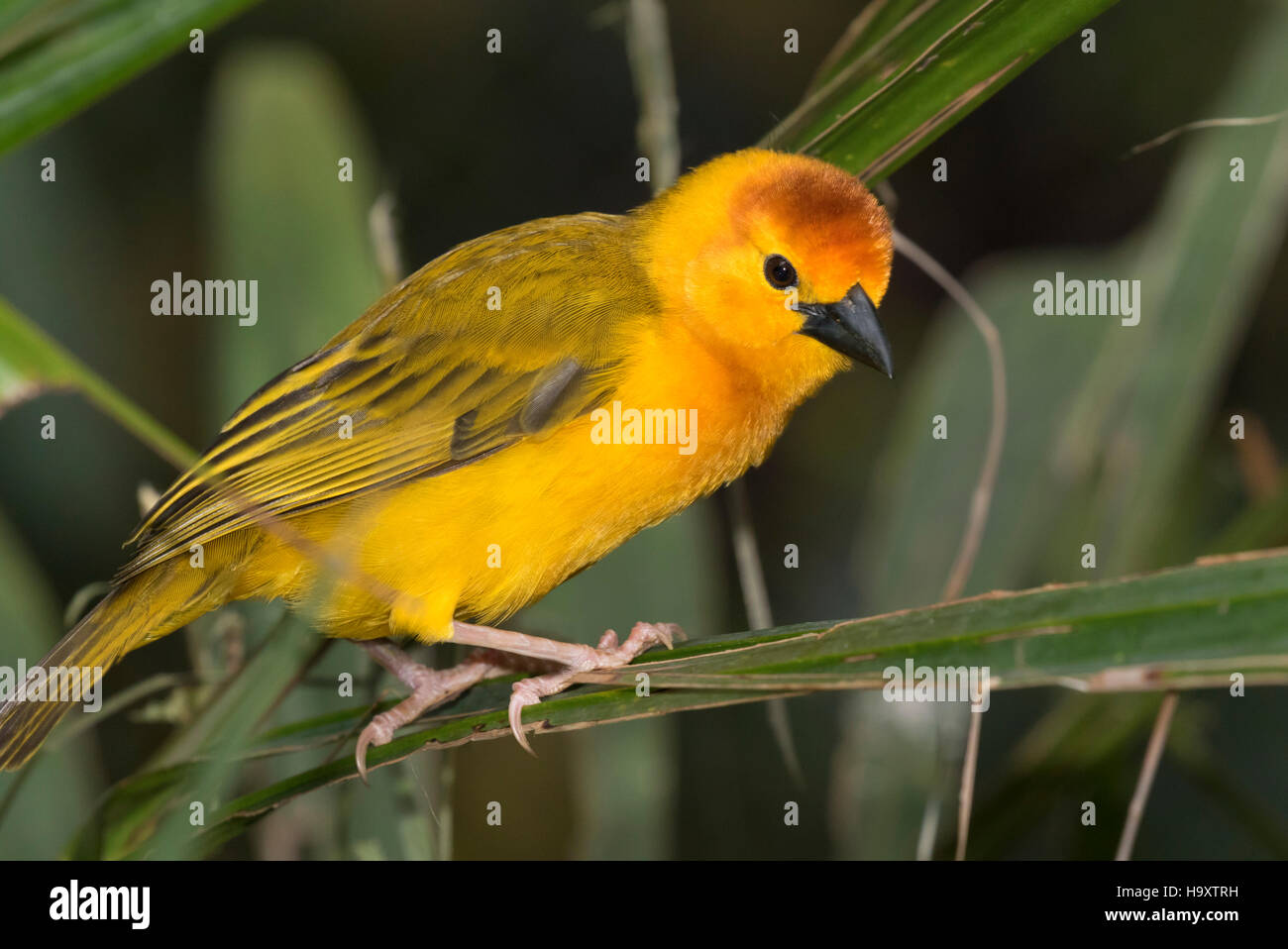 Taveta Golden Weaver Stock Photo - Alamy