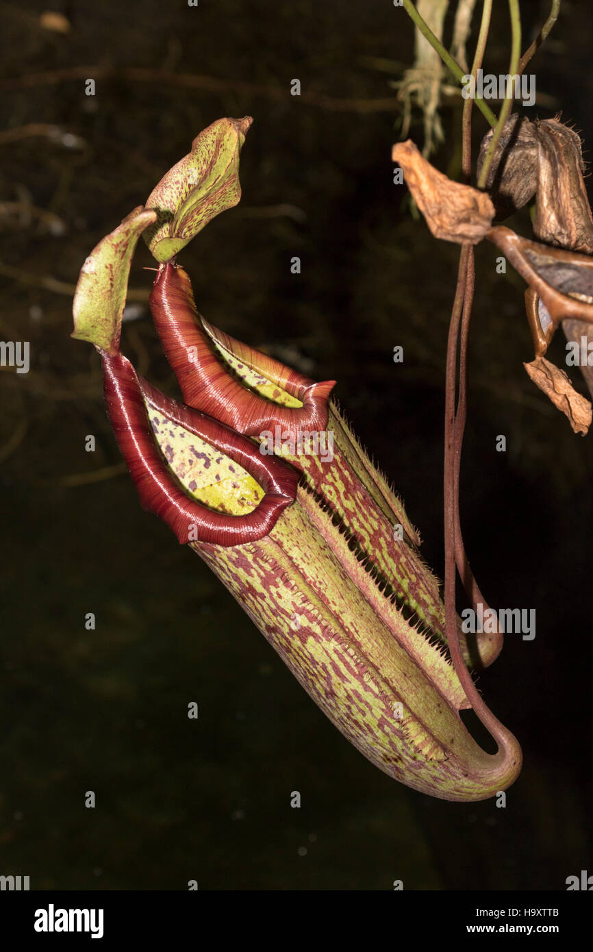 Tropical Pitcher Plants Stock Photo - Alamy
