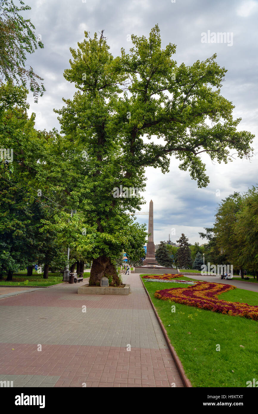 Memorial poplar tree on Square of Fallen Fighters. It is the only tree ...