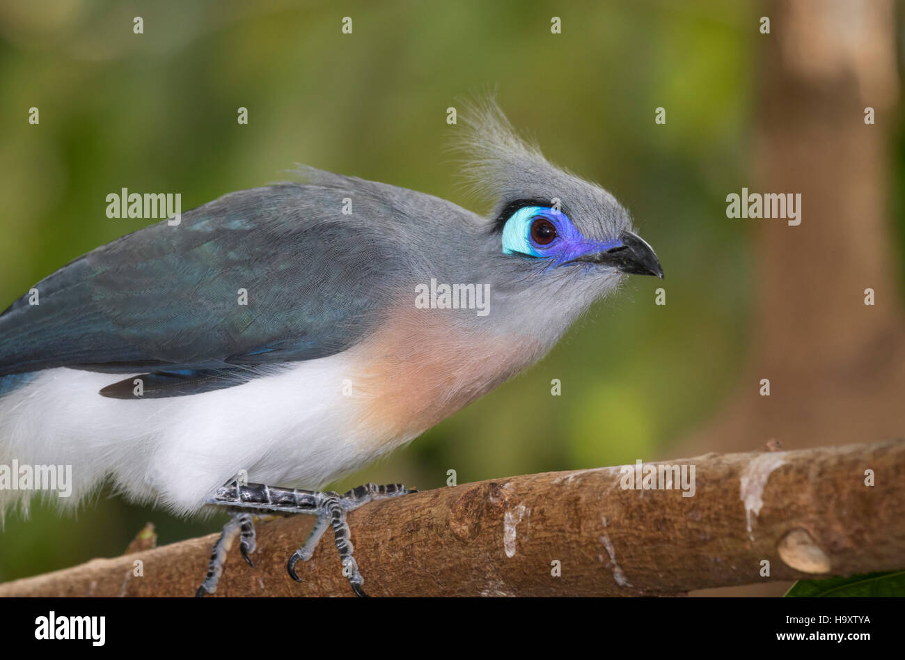 Coua cristata hi-res stock photography and images - Alamy