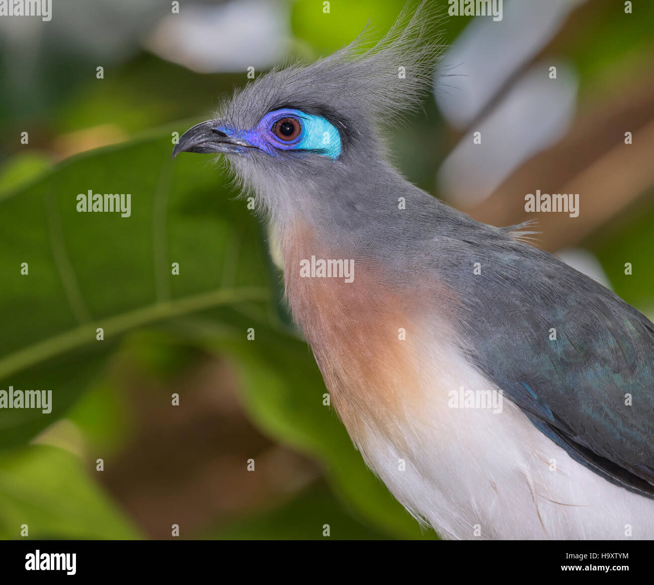 The Crested Coua Stock Photo - Alamy