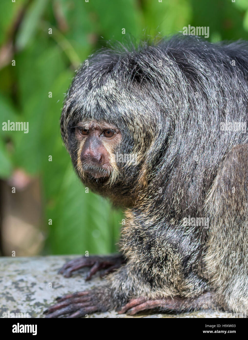 White faced saki monkey hi-res stock photography and images - Alamy