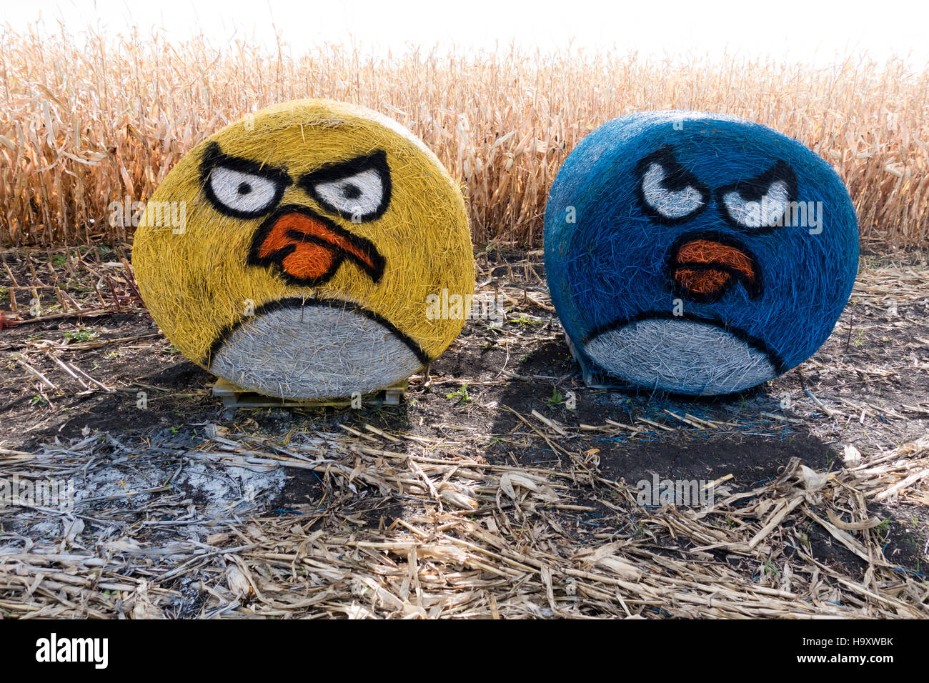 Pair of colorful yellow and blue Angry Birds painted on round farm hay ...