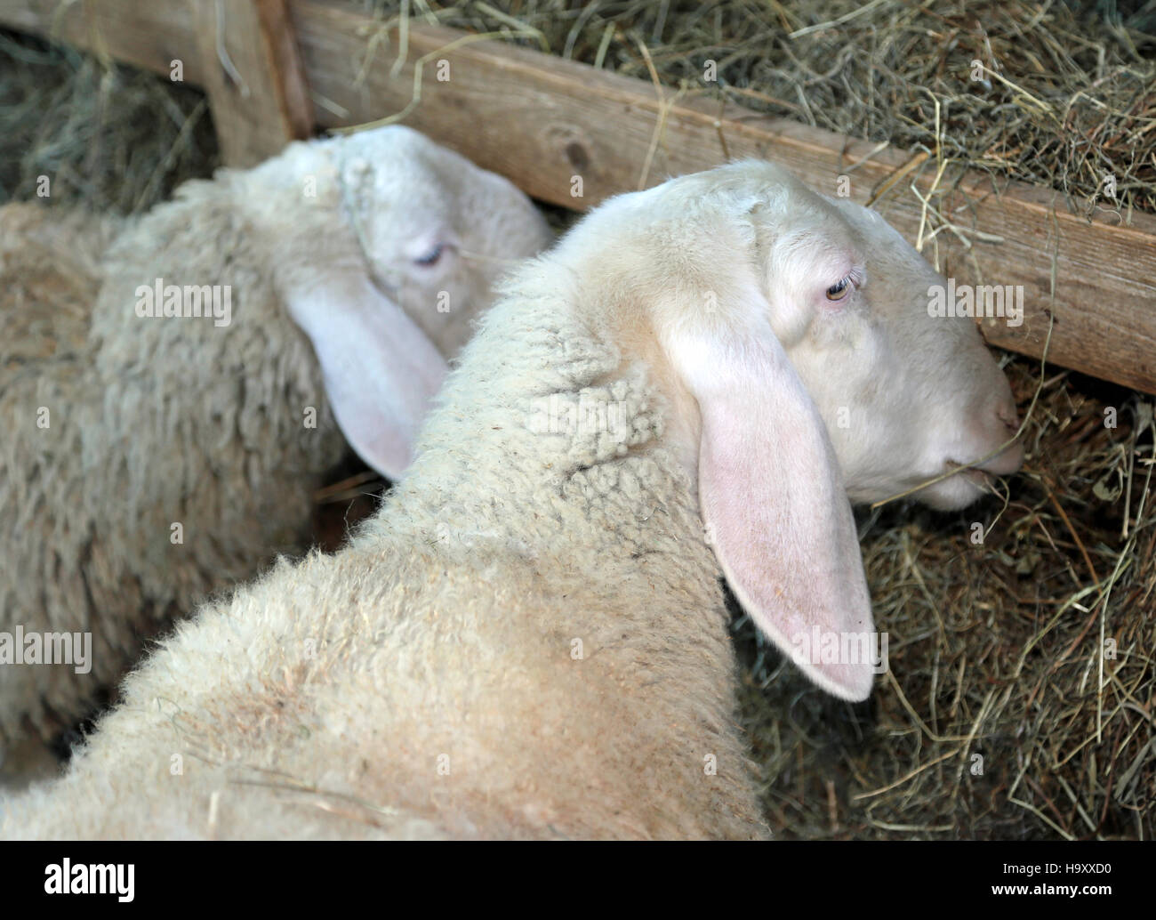 Two sheep with long hair eating hay in a manger Stock Photo - Alamy