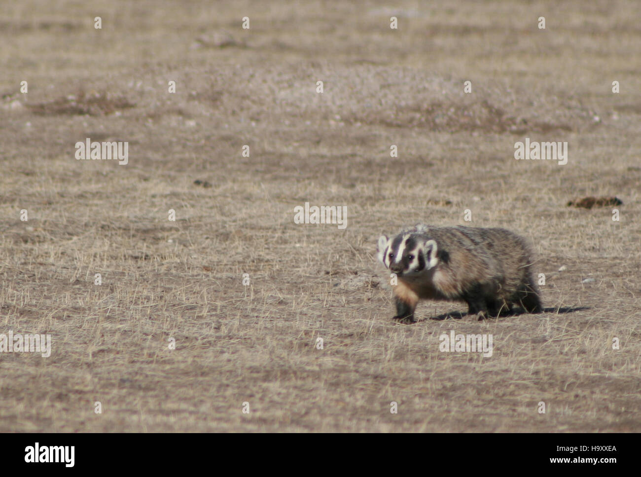 A badger is captured in its natural habitat at Roberts Prairie Dog Town ...