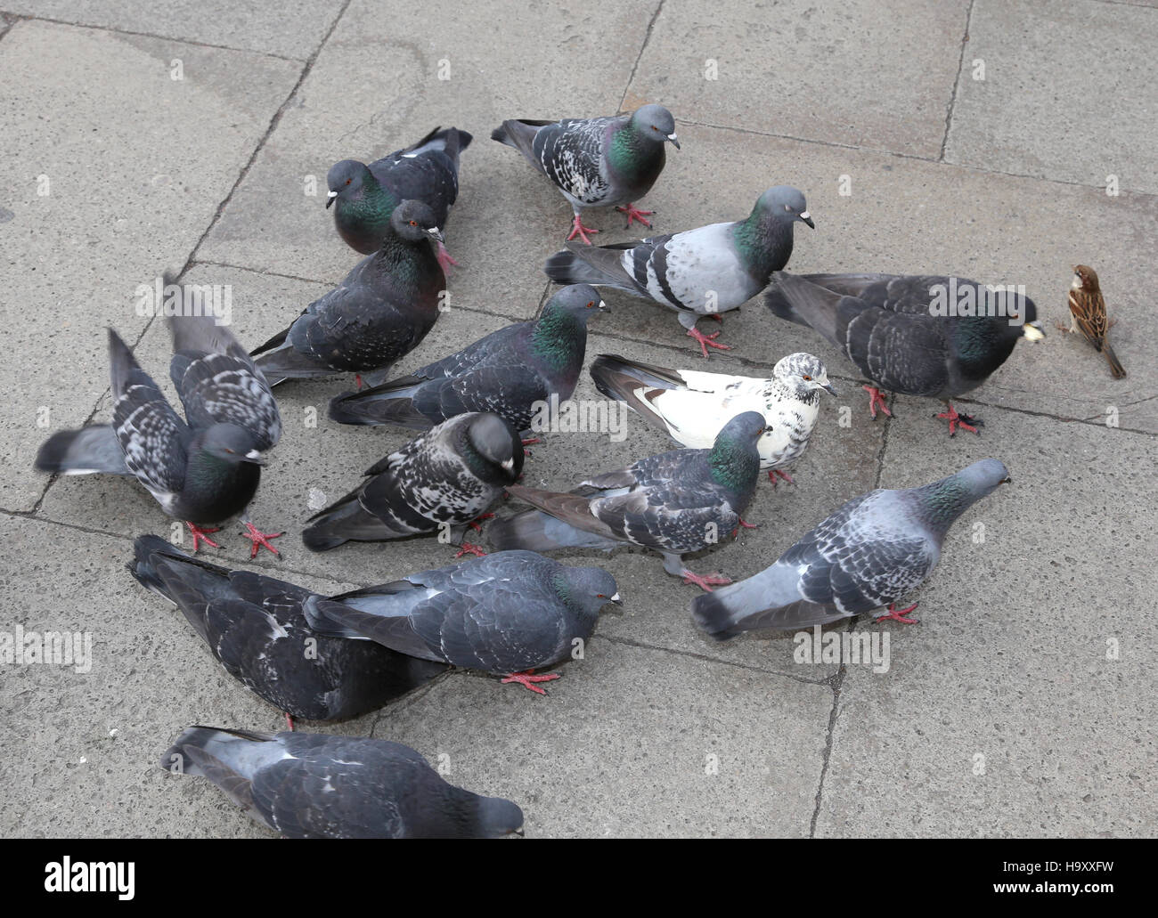 many pigeons and a sparrow on a square in Venice in italy Stock Photo ...