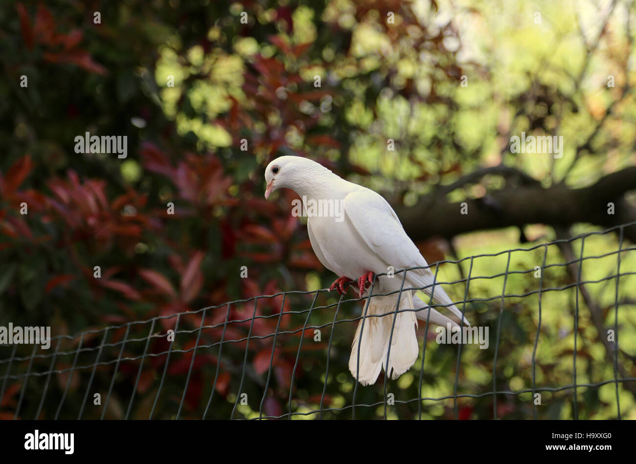 isolated white dove resting on a wire mesh Stock Photo - Alamy