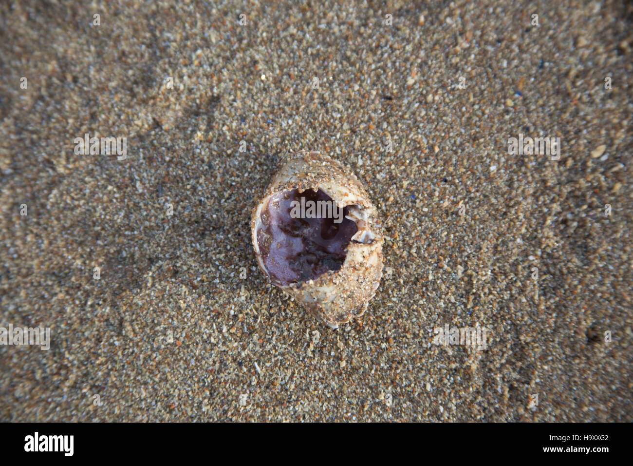 Kristi Rugg's image of a crab shell on Ocean Drive Sand Beach in winter ...