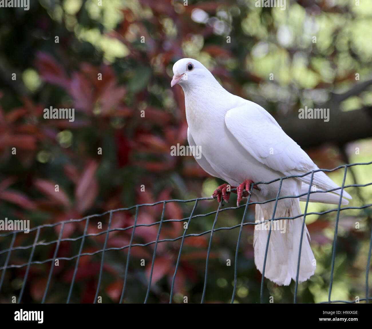 Dove on a wire hi-res stock photography and images - Alamy