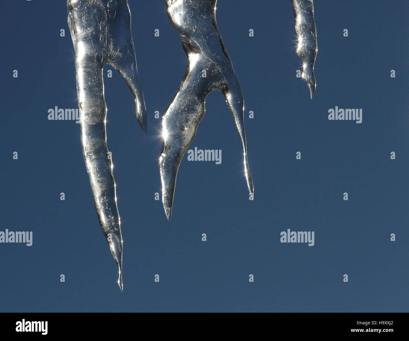 Icicles hang from tree branches in Yellowstone National Park, capturing ...