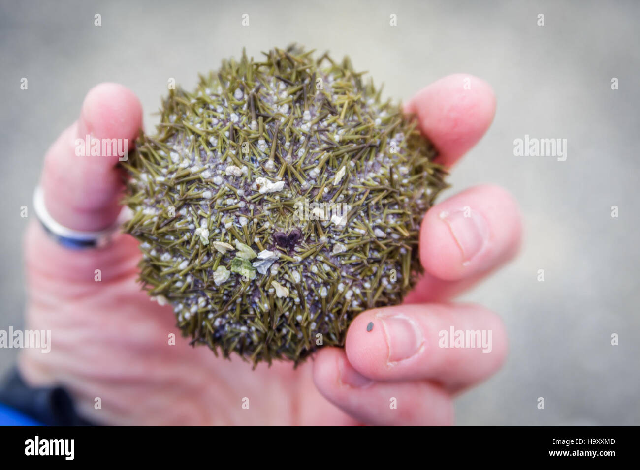 This image shows Bar Harbor and Bar Island, with Kristi Rugg working to ...