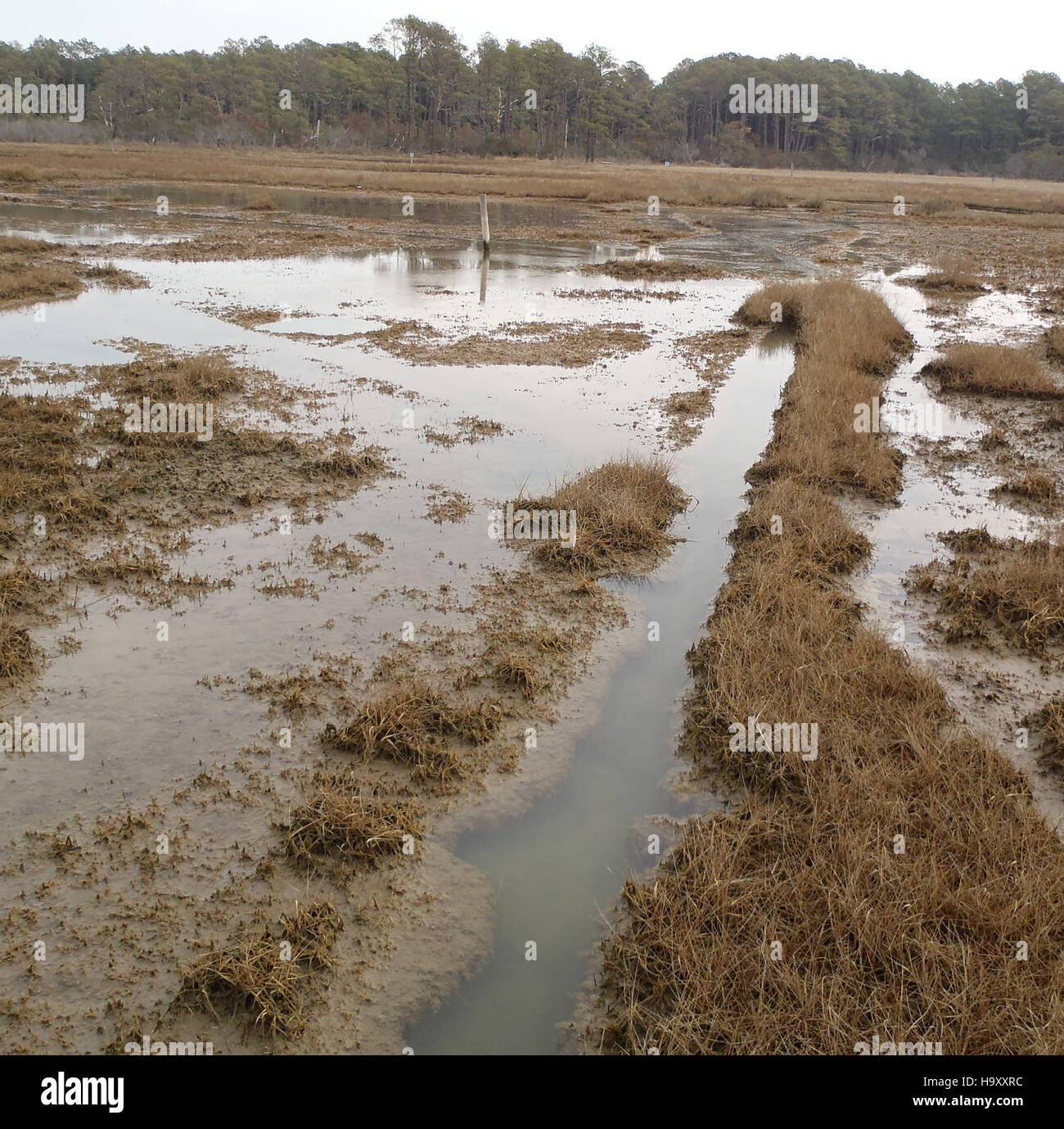 assateaguenps 9269069673 Marsh Restoration Project Stock Photo - Alamy