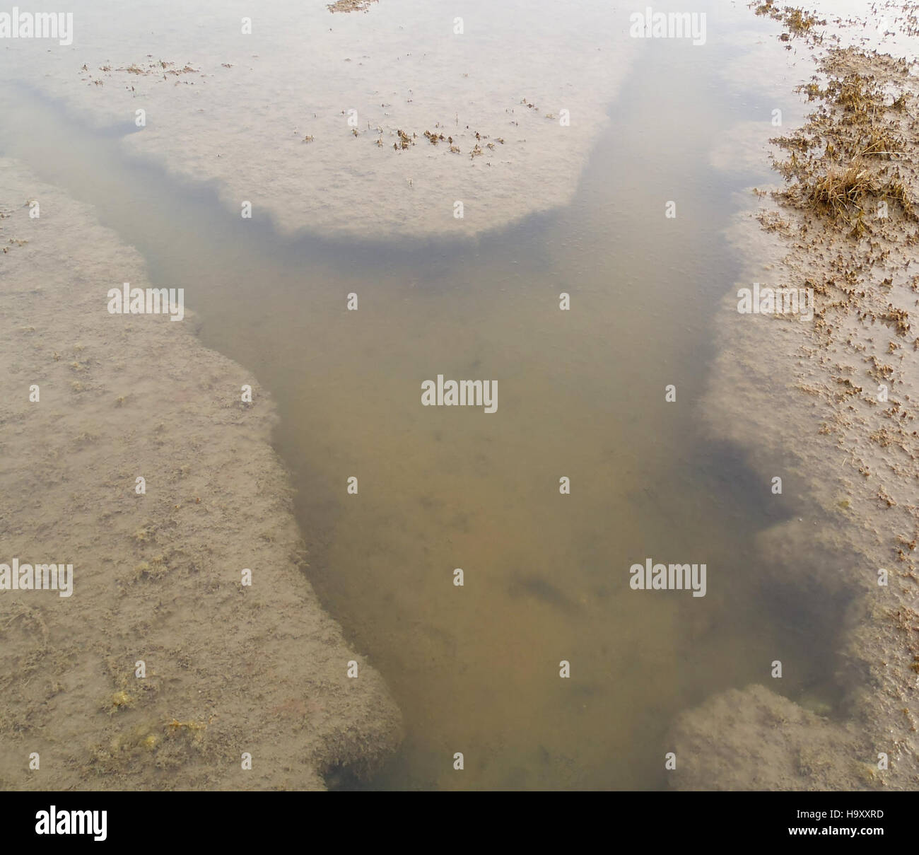 The Assateague National Park is leading a marsh restoration project ...