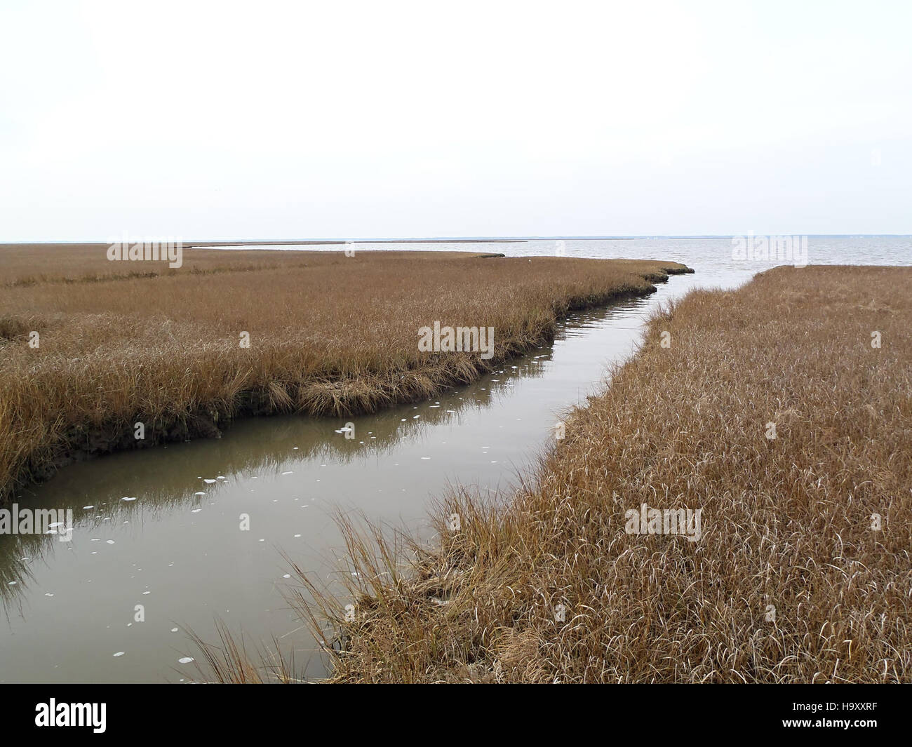 The Assateague Island National Seashore is undertaking a marsh ...