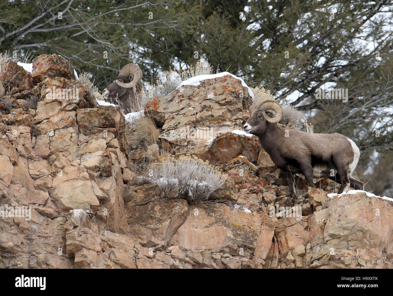 Bighorn sheep rams in Yellowstone National Park, photographed in their ...