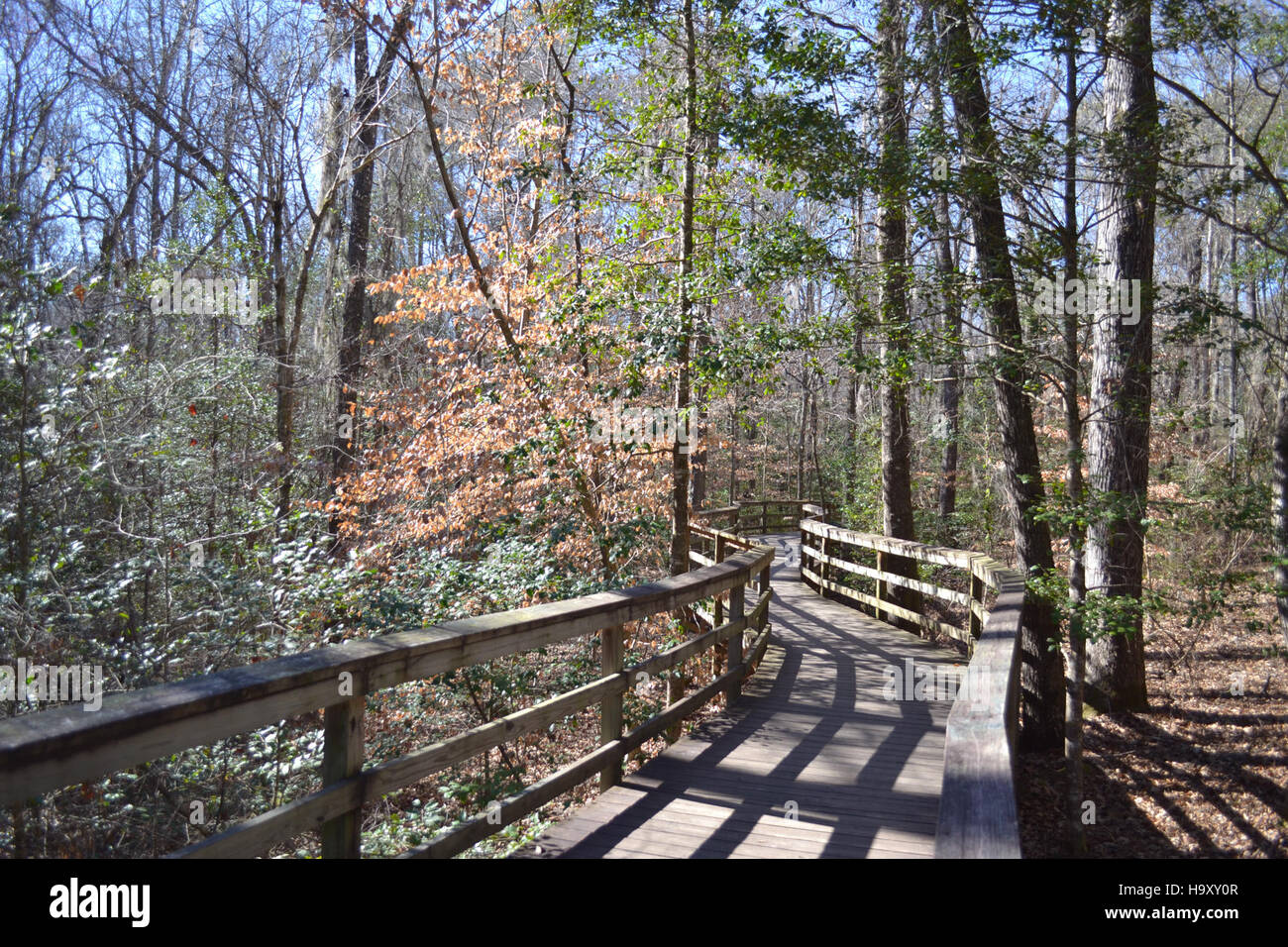 Congaree National Park experiences significant flooding, impacting the ...