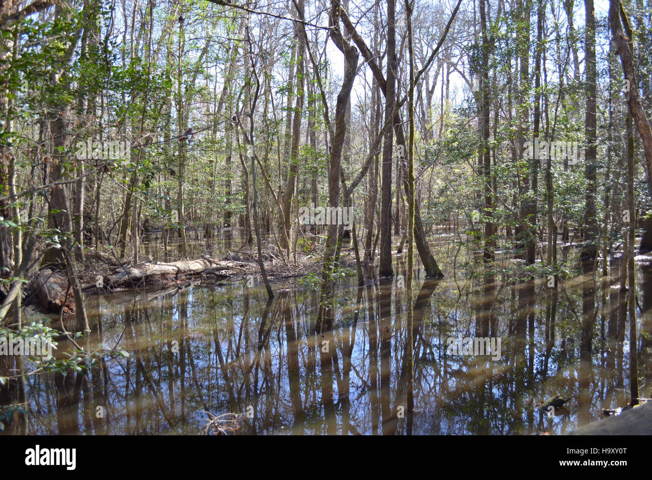 Flooding at Congaree National Park showcases the dynamic nature of ...