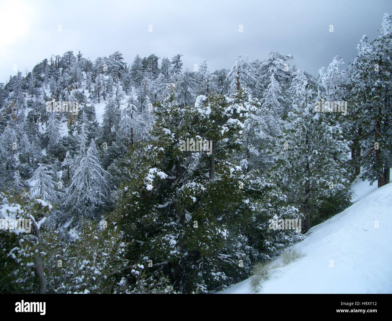 Angeles National Forest, located in Southern California, offers diverse ...