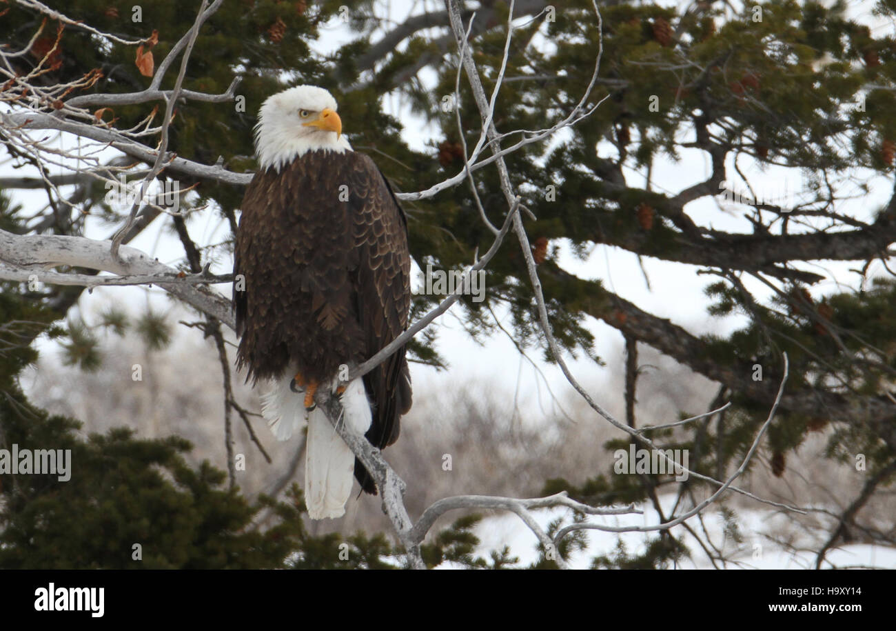 Yellowstone National Park is home to a variety of bird species ...