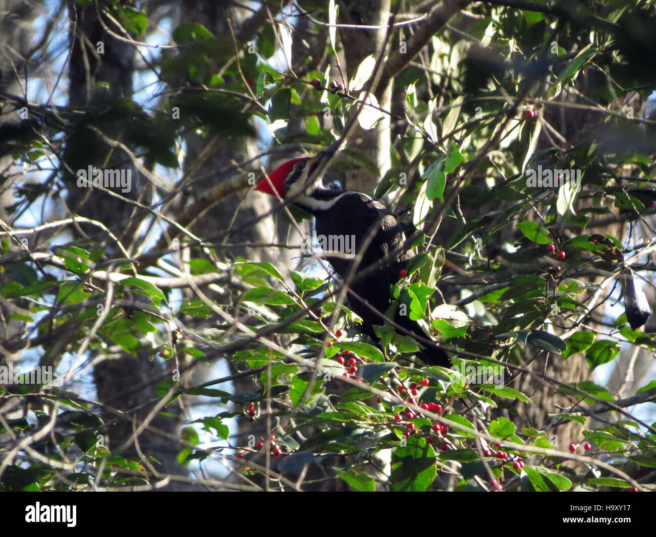 The Pileated Woodpecker, a large and striking bird, is a key species in ...