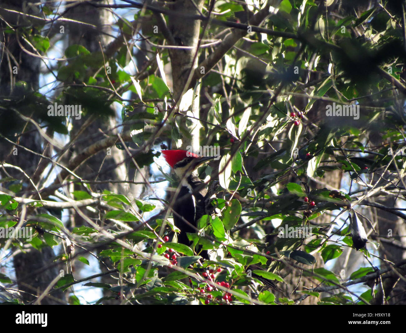 The Pileated Woodpecker, a large and striking bird, is an important ...