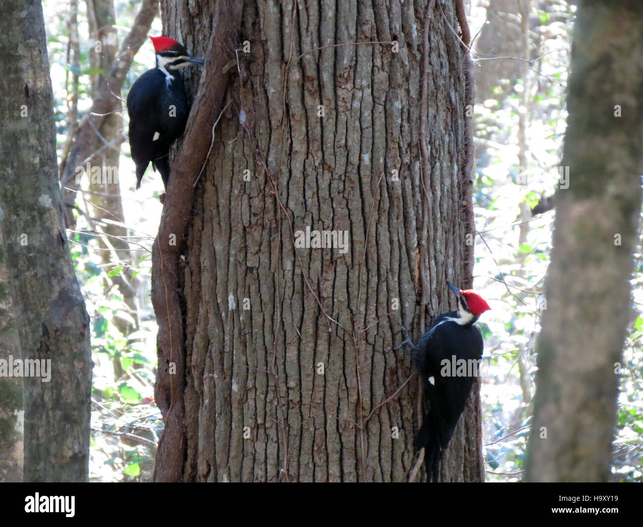 Pileated woodpeckers hi-res stock photography and images - Alamy