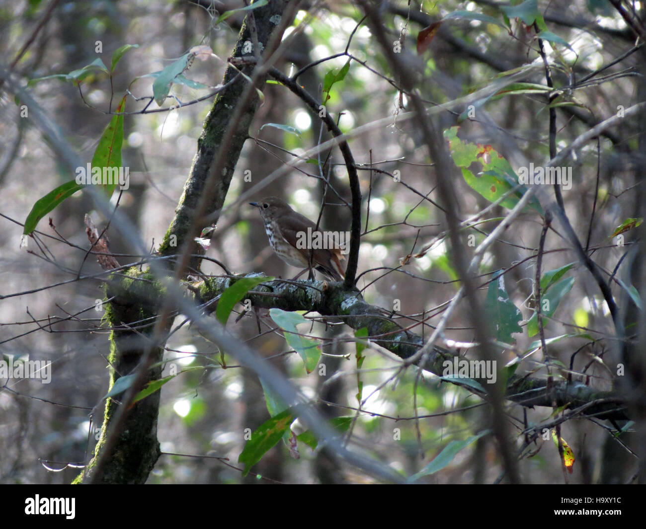 North american hermit thrush hi-res stock photography and images - Alamy