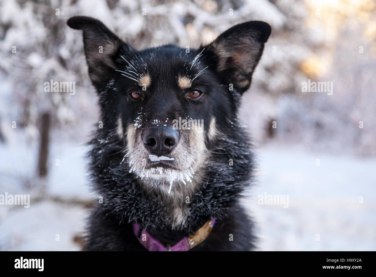 Pyro National Park, located in Denali National Park, features diverse ...