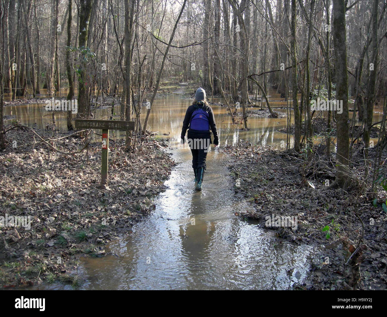 The Kingsnake Trail in Congaree National Park offers visitors an ...