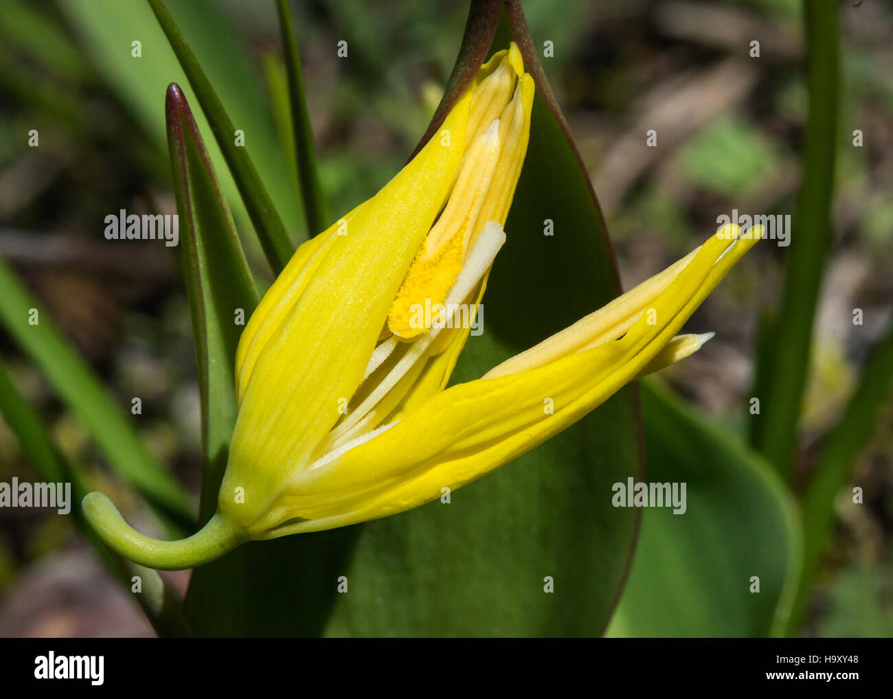The Glacier Lily, native to Glacier National Park, unfolds in the early ...