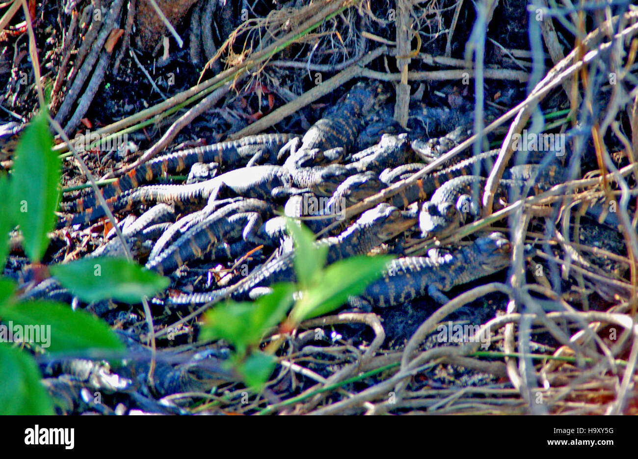 Alligator range hi-res stock photography and images - Alamy