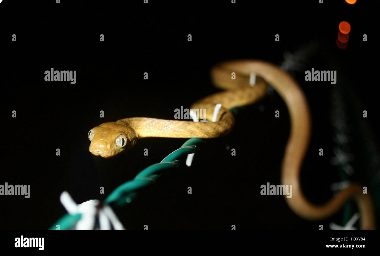 Aphis species hi-res stock photography and images - Alamy