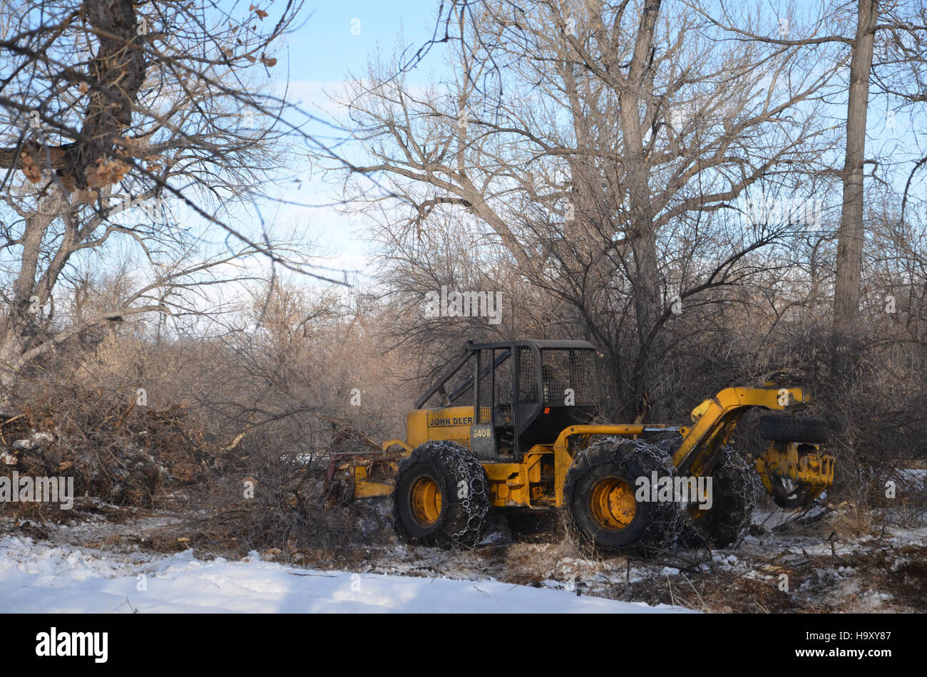 Heavy machinery is used to remove invasive Russian olive trees in a ...