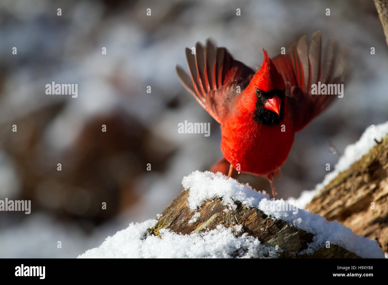 This image features a male Northern Cardinal, a vibrant bird species ...