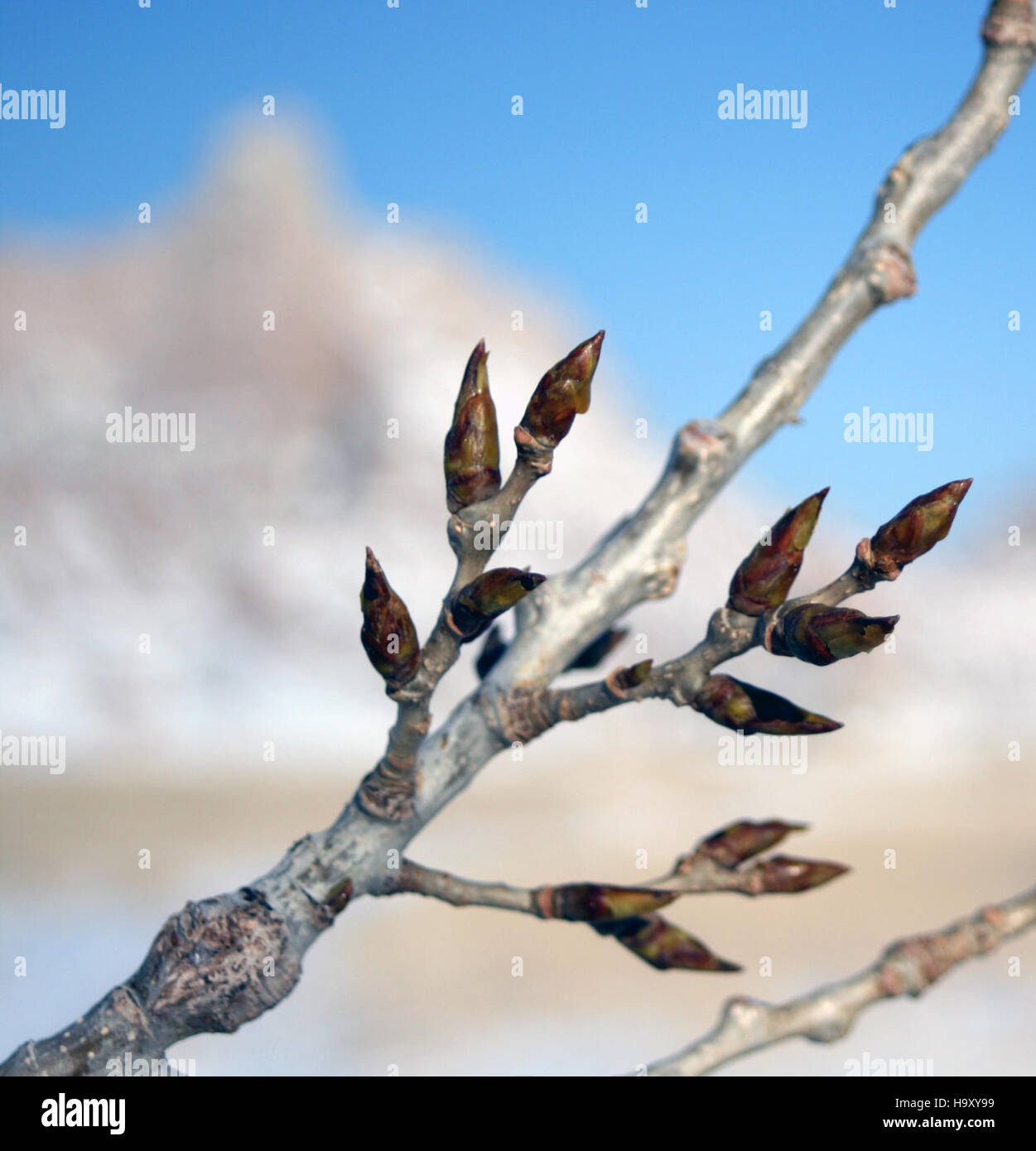 In Badlands National Park, cottonwood buds appear in late winter as ...