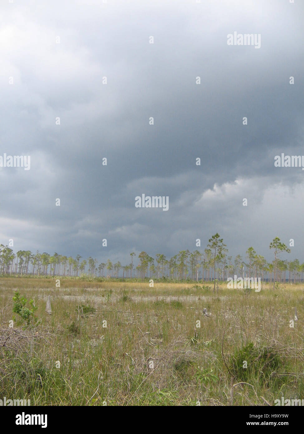 evergladesnps 9258031666 Long Pine Key Nature Trail (12), NPSPhoto ...