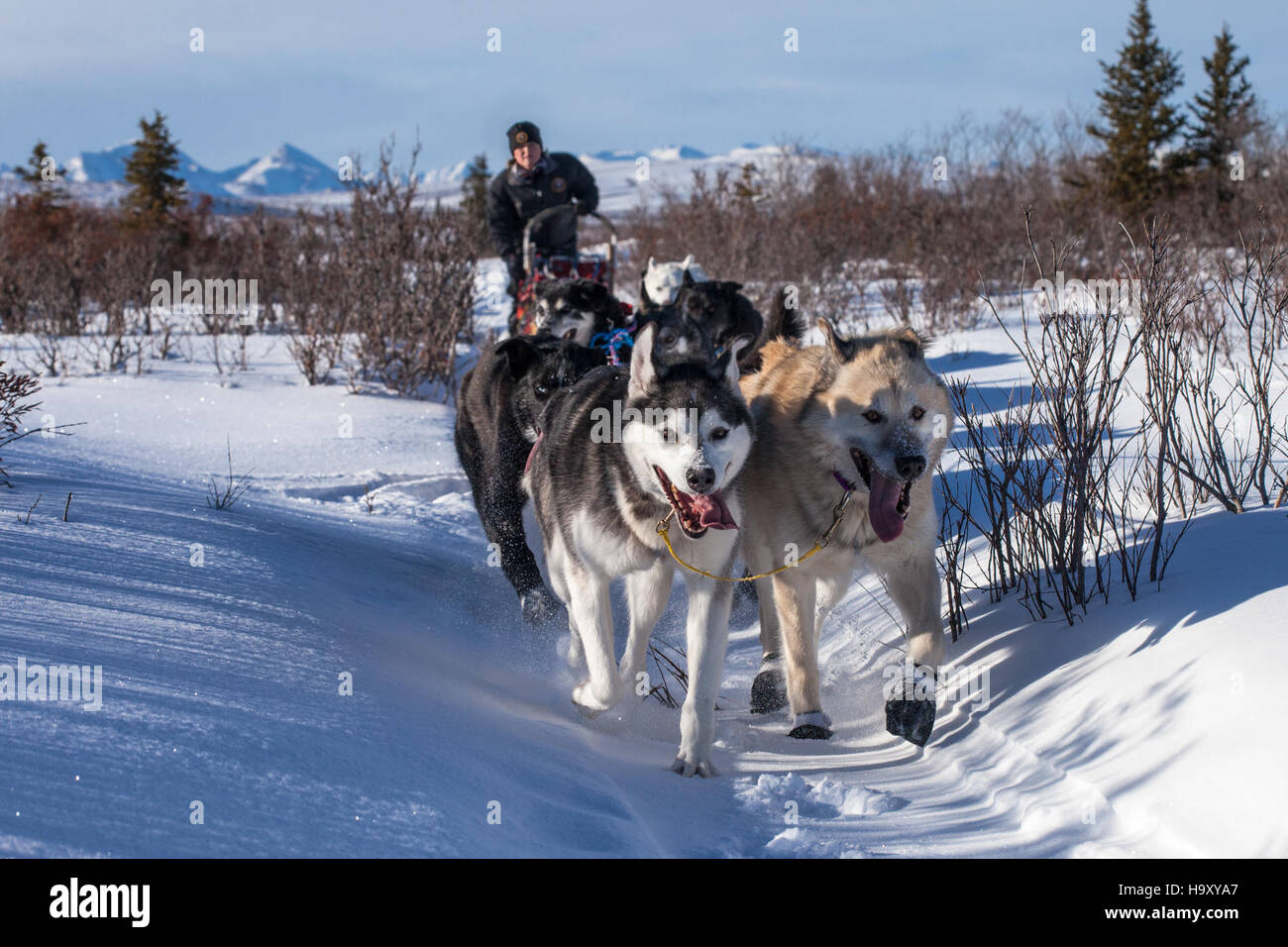 Corrie On Trail at Denali National Park offers a scenic close-up view ...