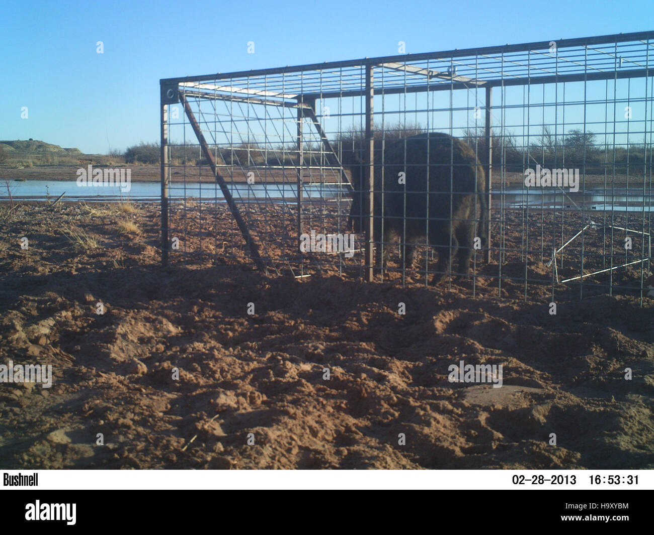 usdagov 9361535974 8 DeBaca Co. Hog in trap along Pecos Stock Photo - Alamy