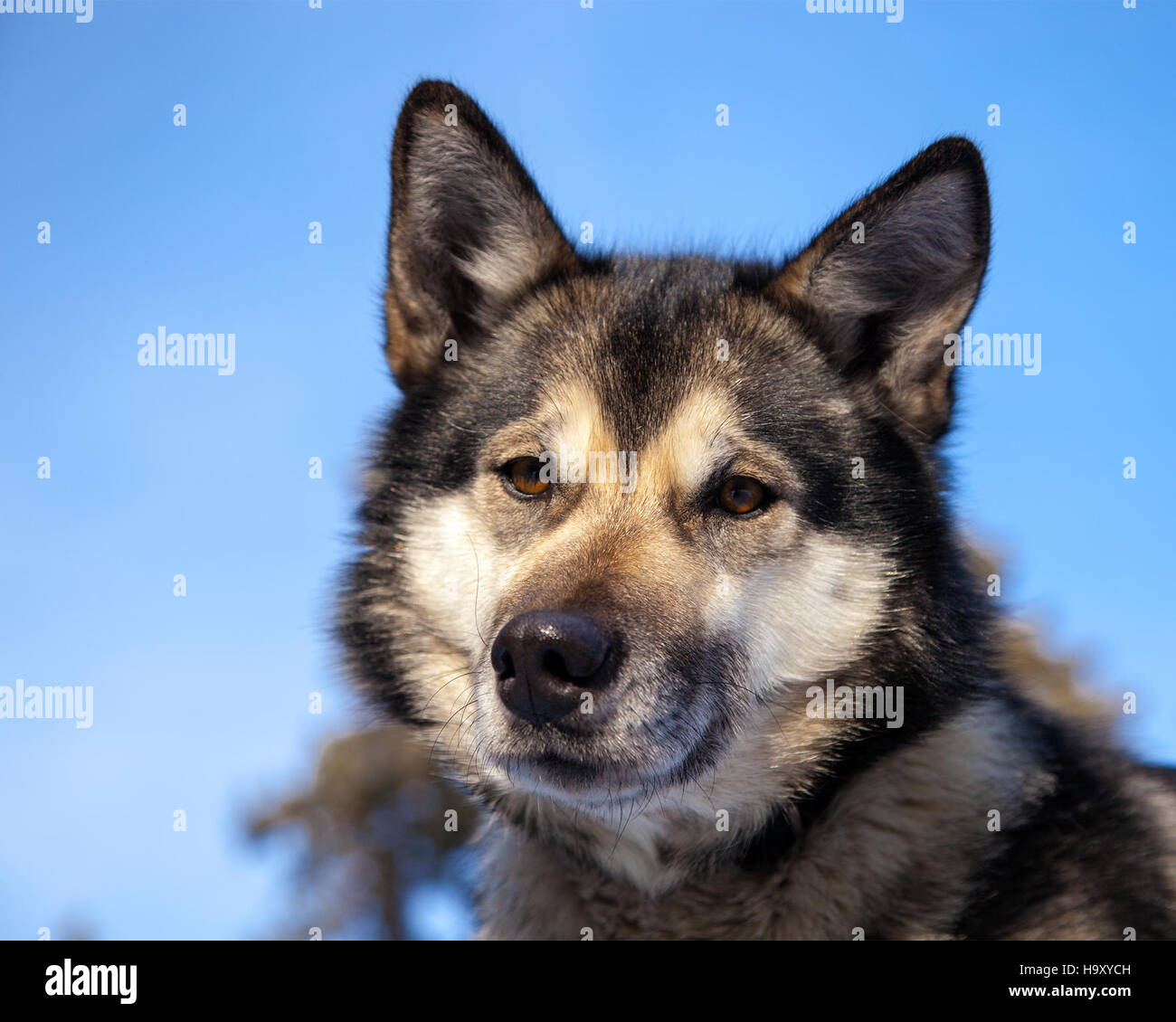 Tephra, a geological feature in Denali National Park, represents layers ...