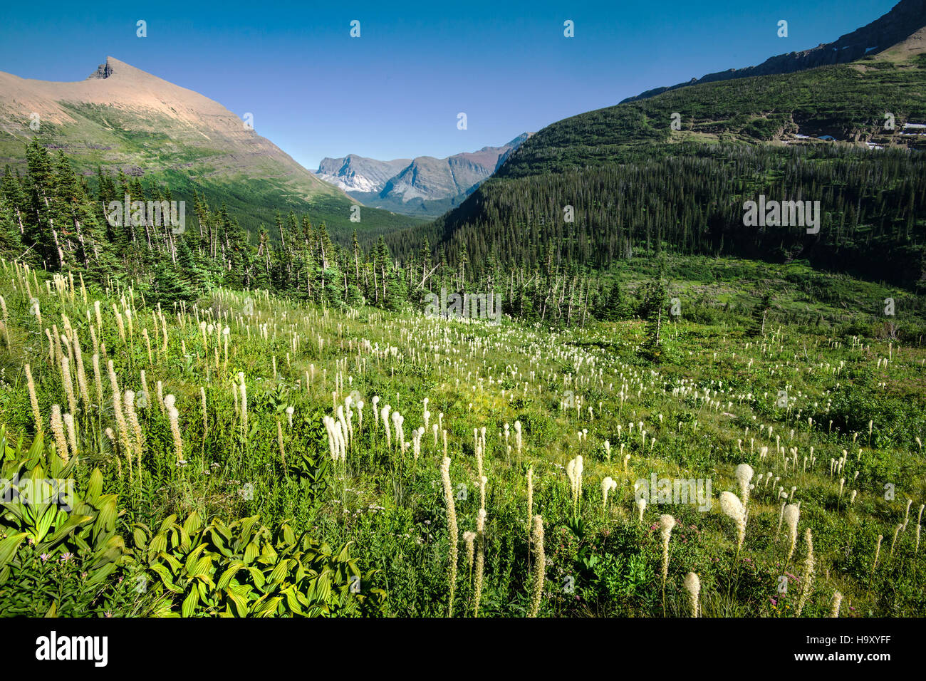 The Iceberg Trail in Glacier National Park offers breathtaking views of ...