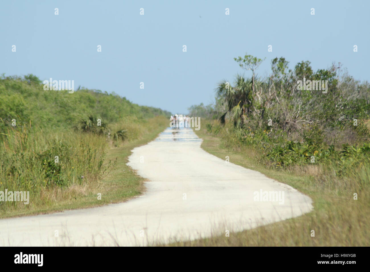 The Shark Valley Tram and Bicycle Road in Everglades National Park ...