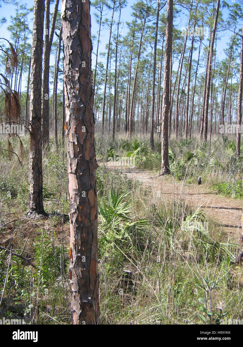 evergladesnps 9258030930 Long Pine Key Nature Trail (10), NPSPhoto ...