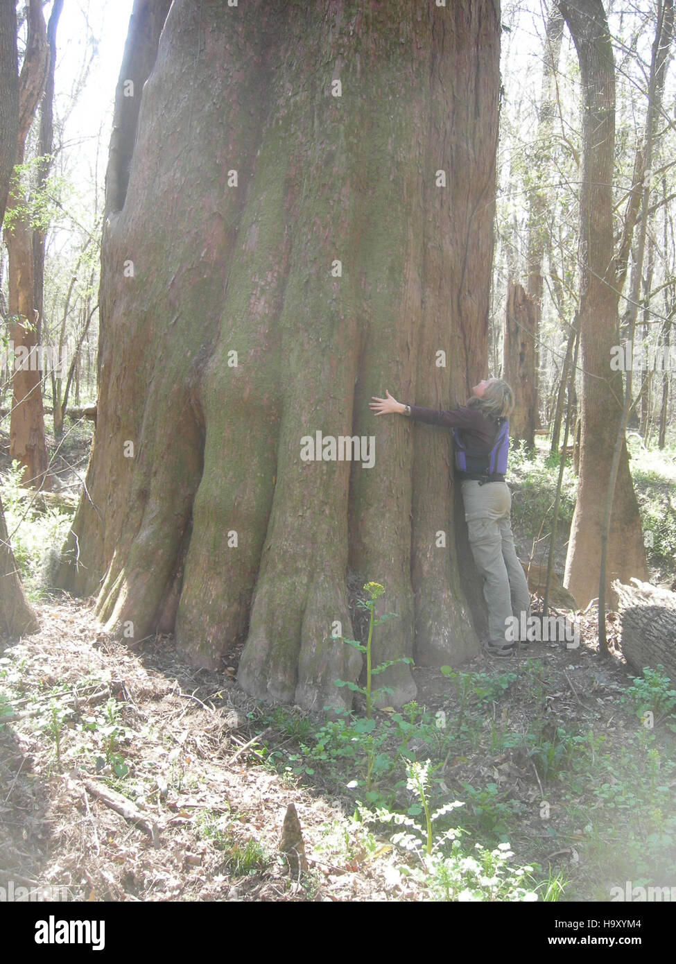 The Bald Cypress tree, photographed in Congaree National Park in March ...