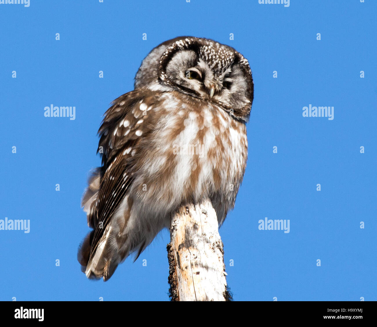 denalinps 8615263478 Boreal Owl (Aegolius funereus Stock Photo - Alamy