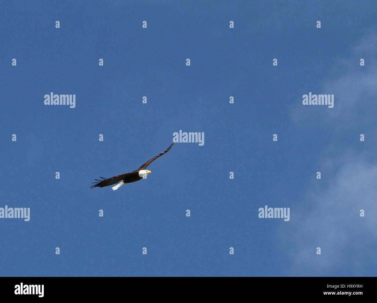 A bald eagle is captured in flight over Yellowstone National Park ...