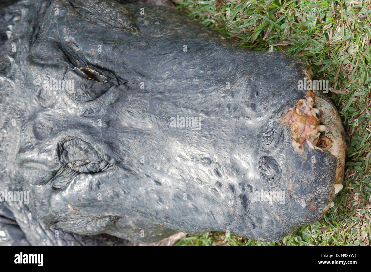 An alligator in the Everglades National Park exemplifies the challenges ...