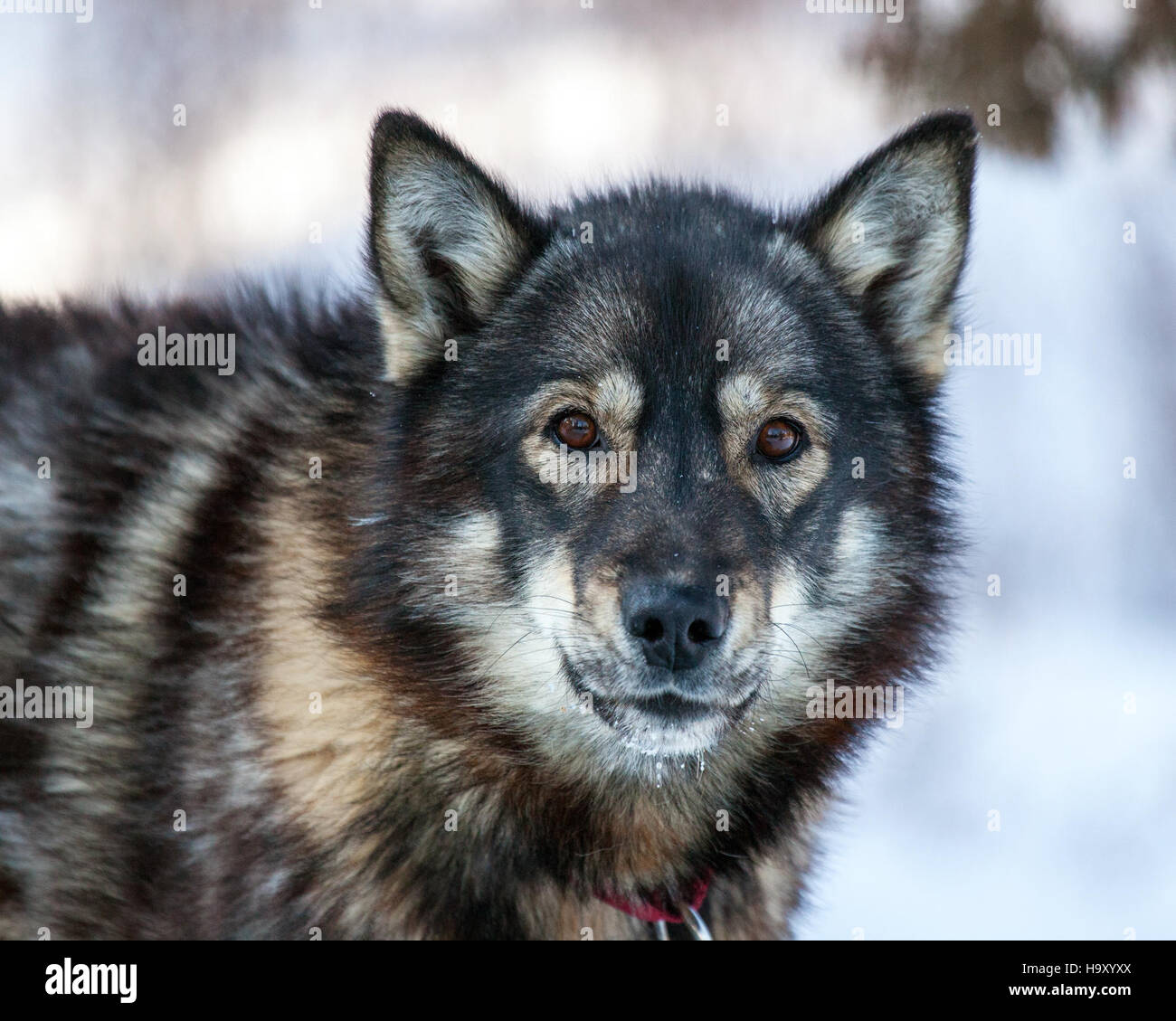 The Opus, a stunning geological formation within Denali National Park ...