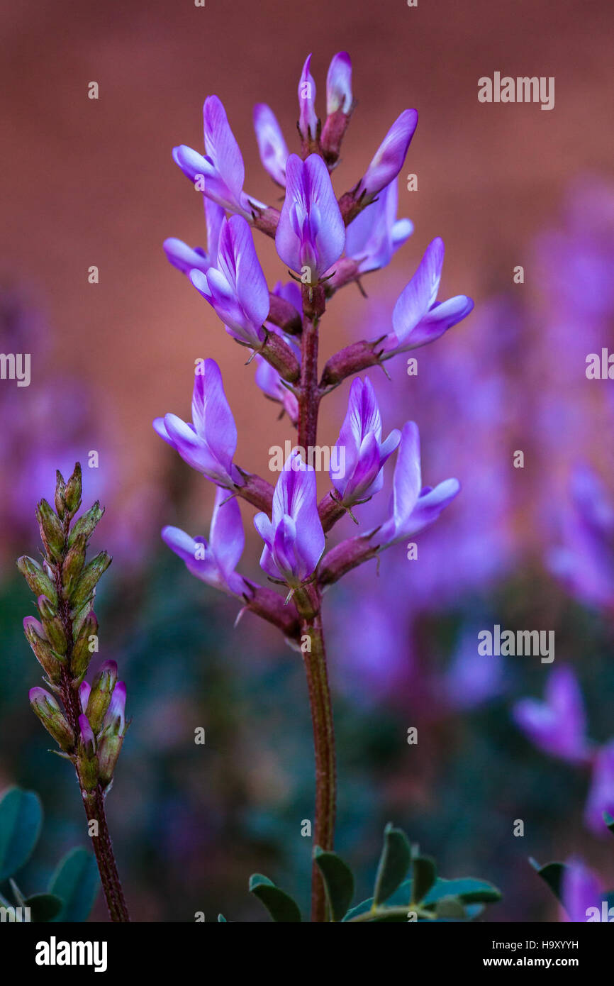This image features the Northern sweetvetch, a native plant species in ...